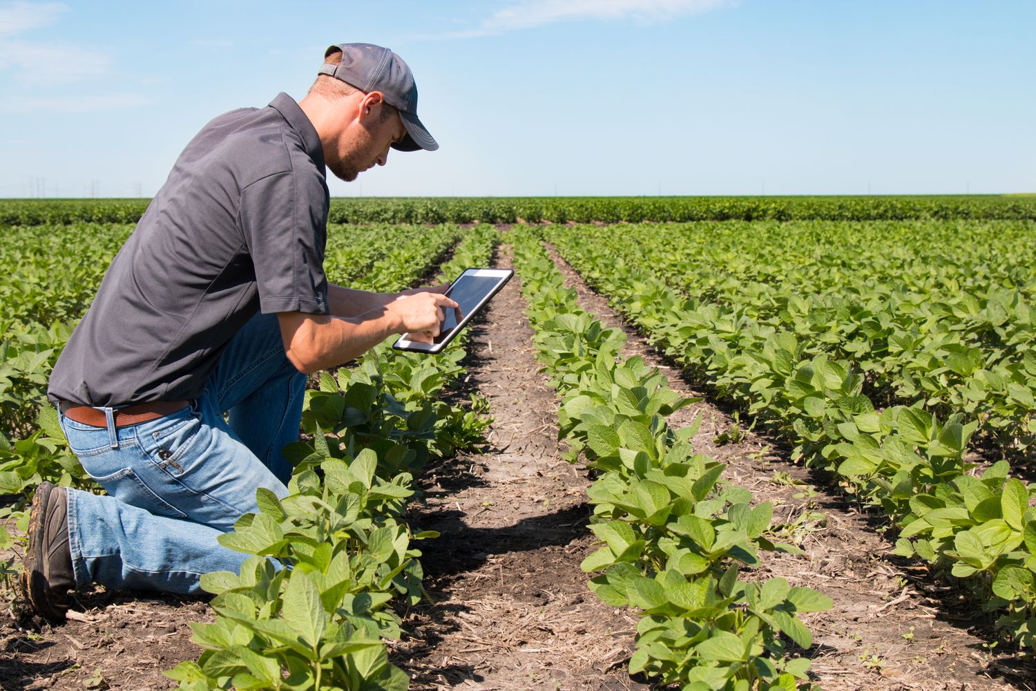 Grain marketing – Providence Grain Solutions | Locally grown. Globally ...