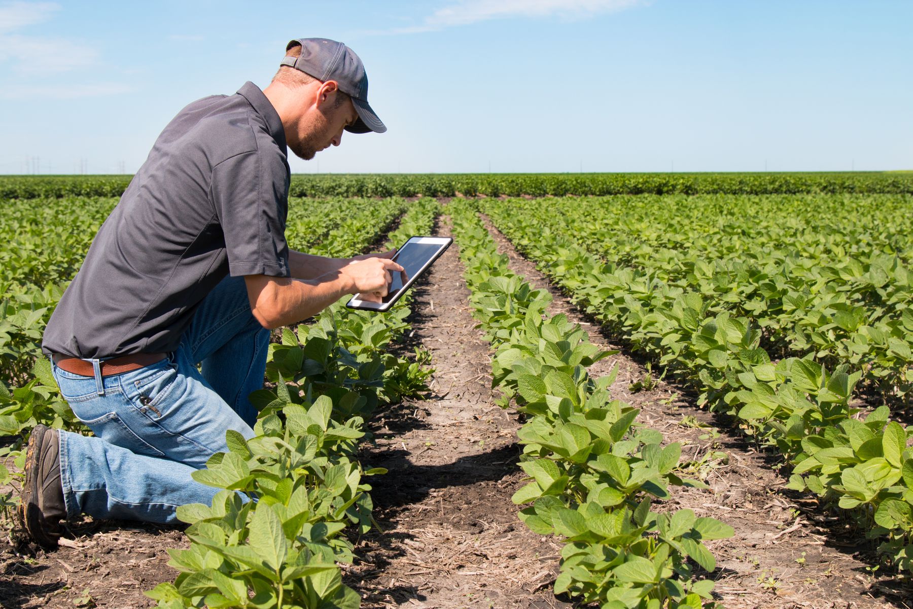 Grain marketing – Providence Grain Solutions | Locally grown. Globally ...
