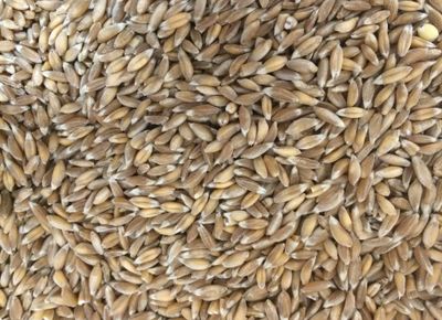 Buyers – Providence Grain Solutions | Locally grown. Globally connected.