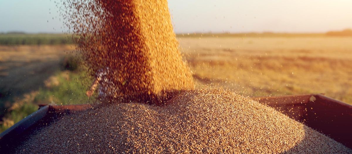 Grain handling – Providence Grain Solutions | Locally grown. Globally ...